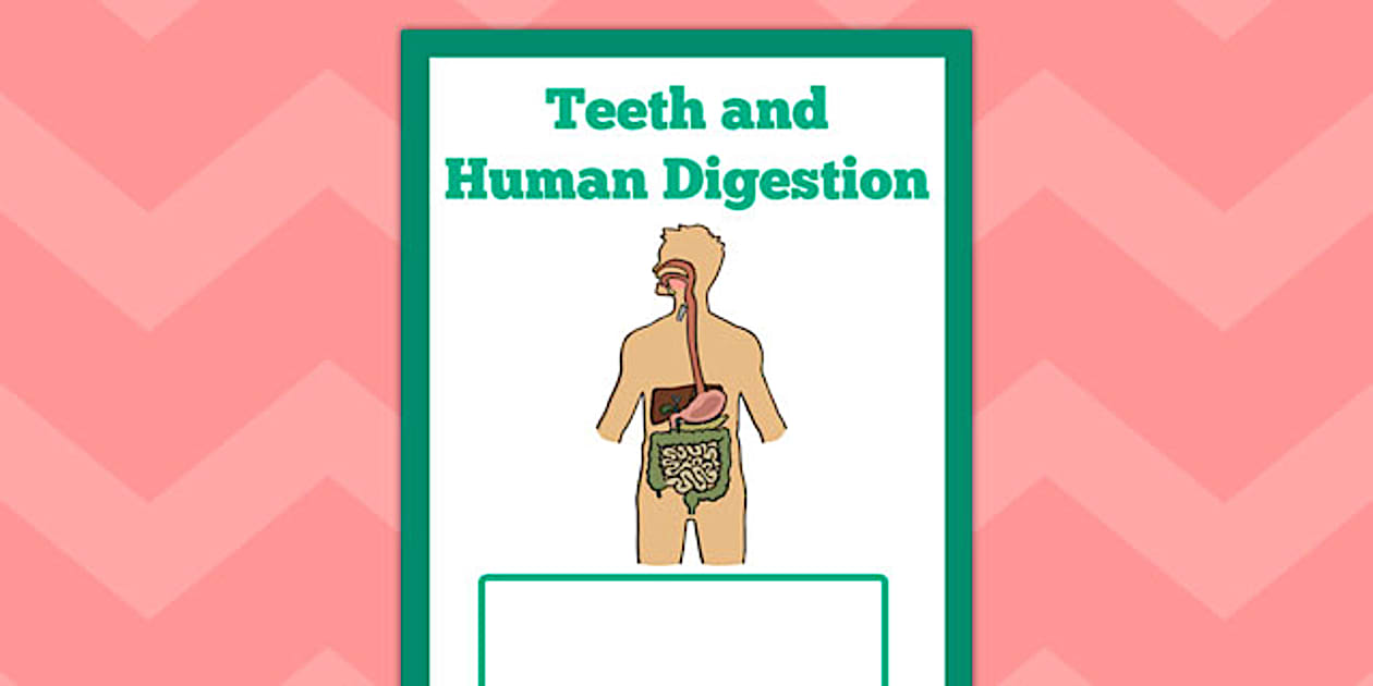 Teeth and Human Digestion Book Cover (teacher made) - Twinkl
