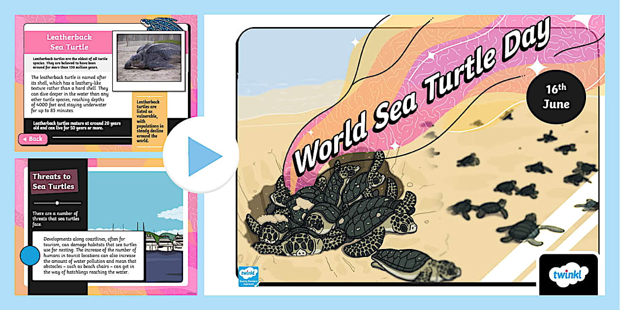 World Sea Turtle Day Whole School Assembly Pack - Twinkl