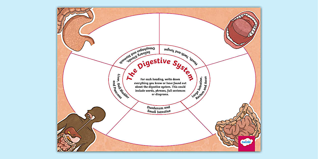 Digestive System Around the Table (teacher made) - Twinkl