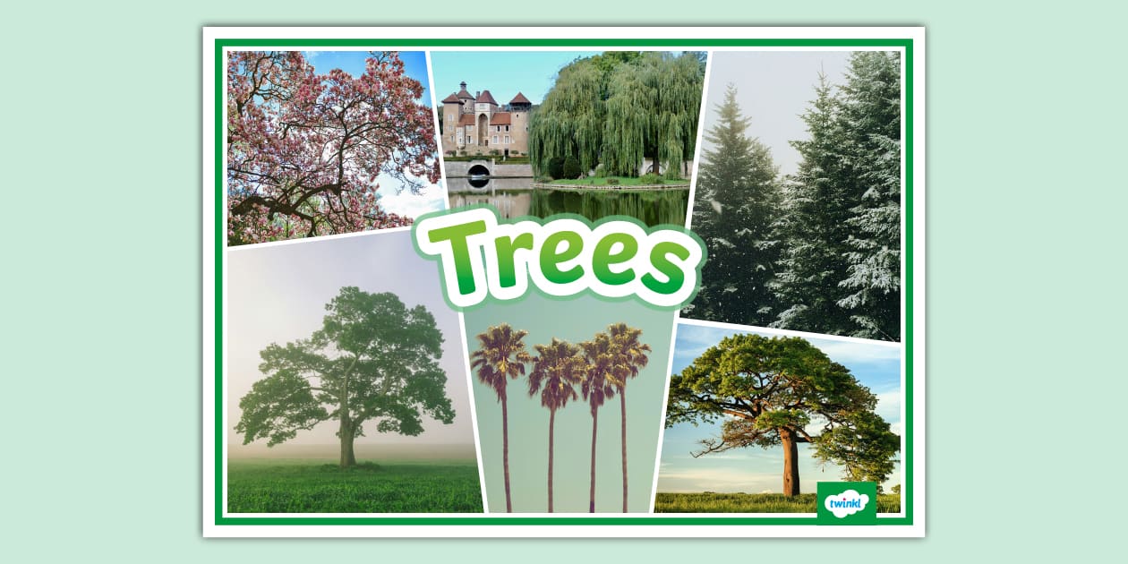Trees Display Poster (teacher made) - Twinkl