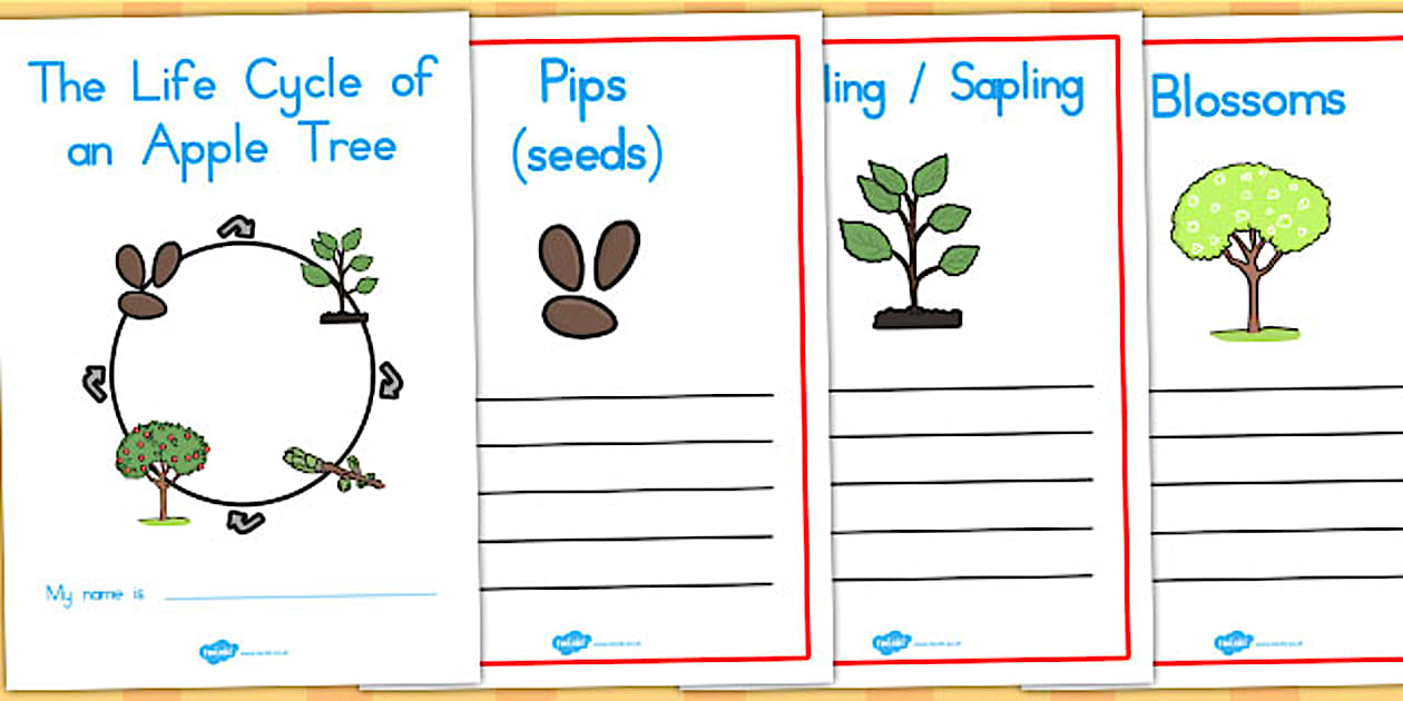 Black and White Apple Tree Life Cycle Workbook - Twinkl