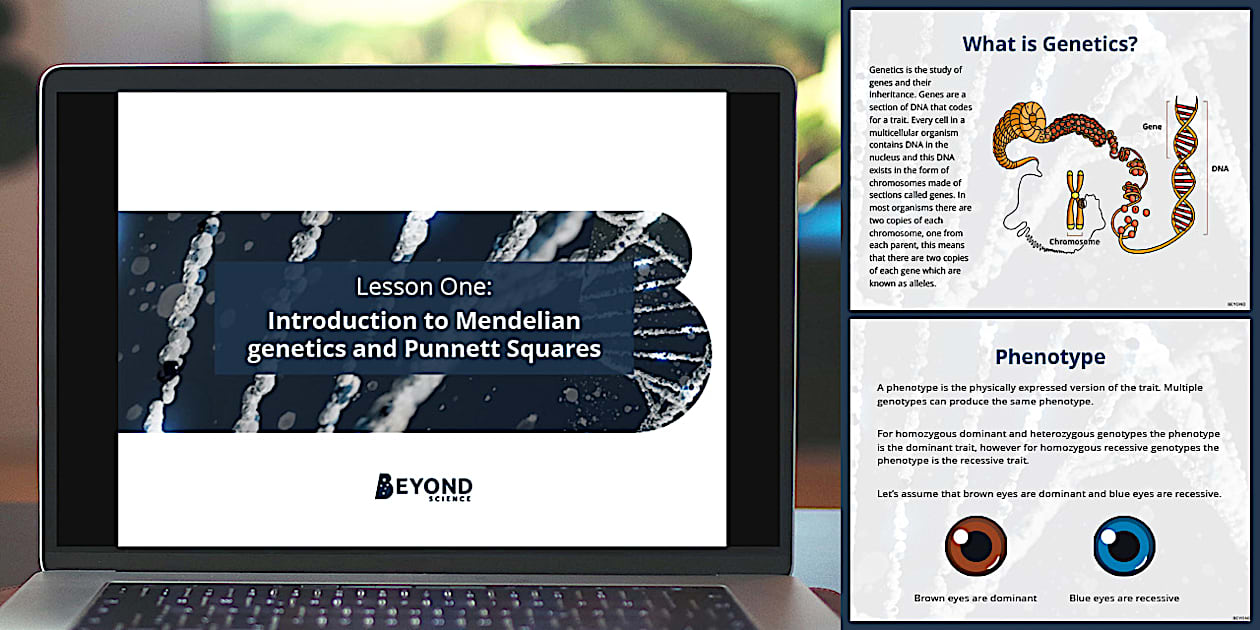 Punnett Squares Walkthrough PowerPoint - Twinkl