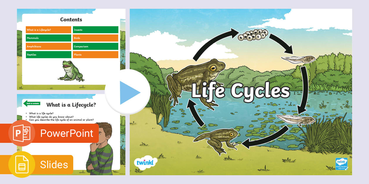 Animal Life Cycles PowerPoint (Teacher-Made) - Twinkl