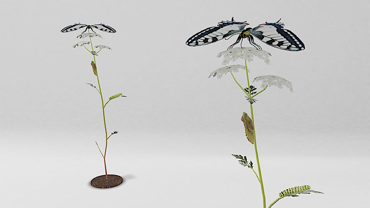 3D Model: Life Cycles - Insect Life Cycle: Butterfly