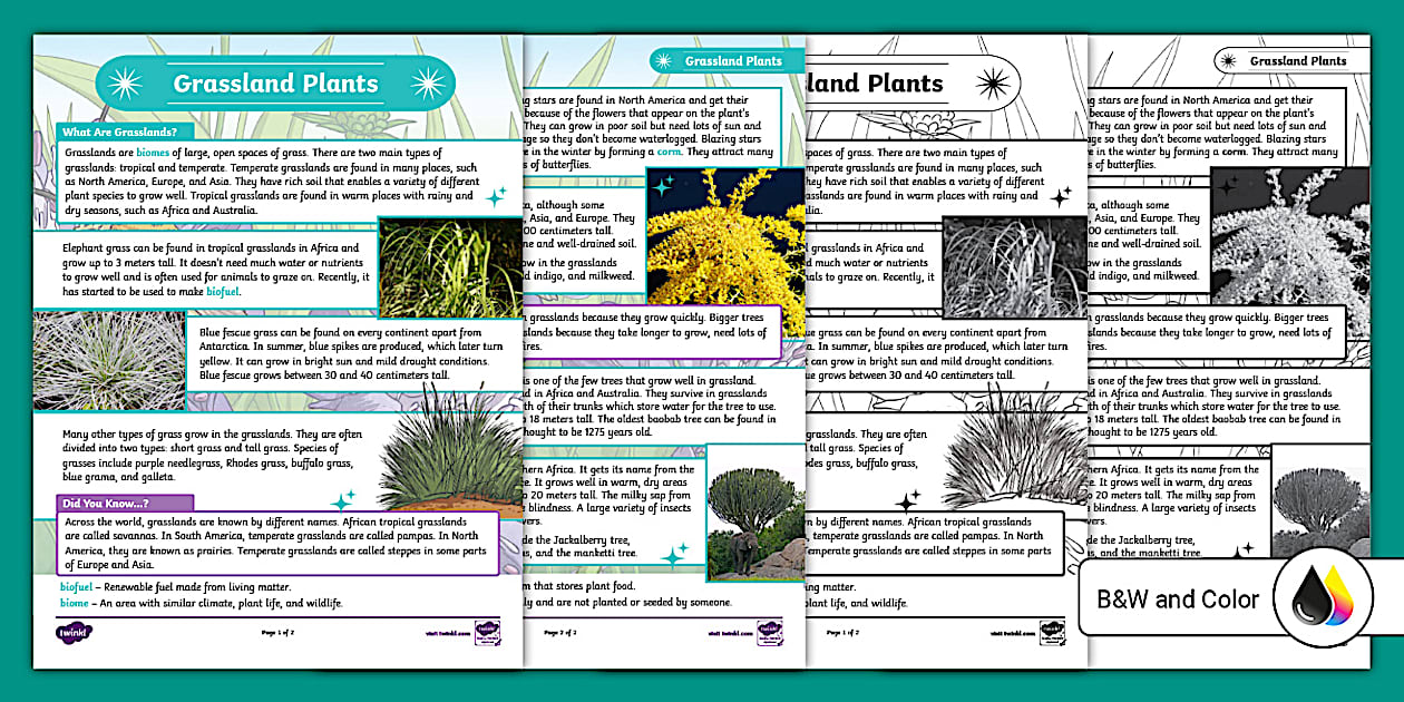 Grassland Biome Information Sheets for 3rd-5th Grade