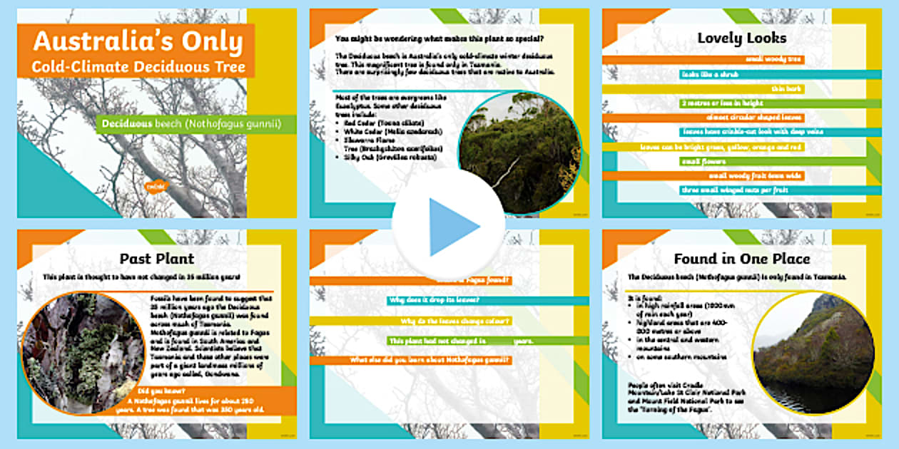 Deciduous Beech PowerPoint (teacher made) - Twinkl
