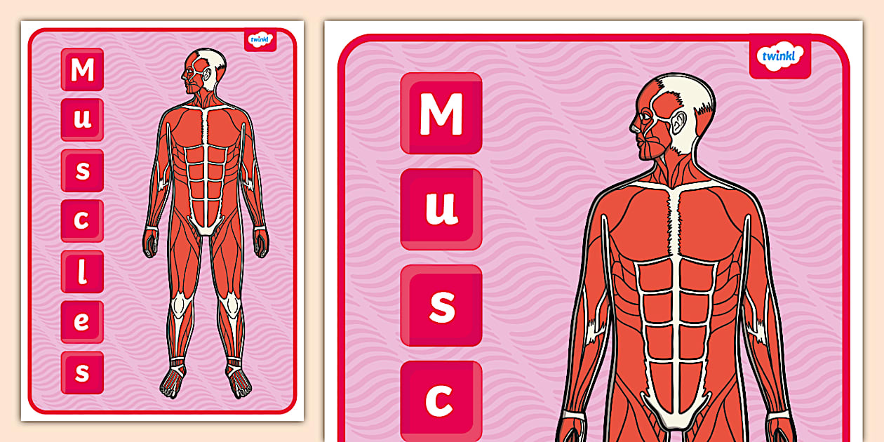 Muscles Display Poster (teacher made) - Twinkl