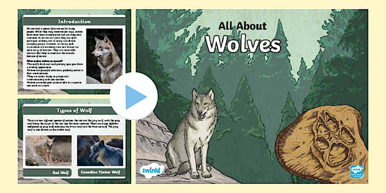 All About Wolves PowerPoint - Primary Resources - Twinkl