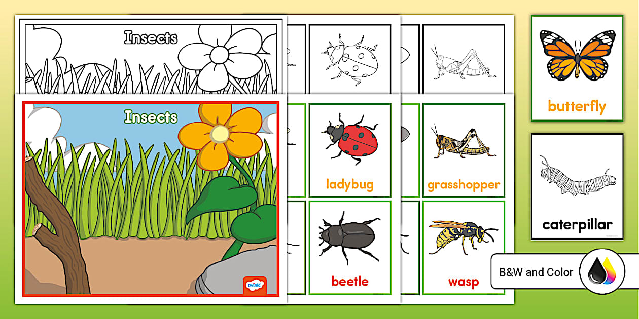 Insects Anchor Chart and Word Cards (Teacher-Made) - Twinkl