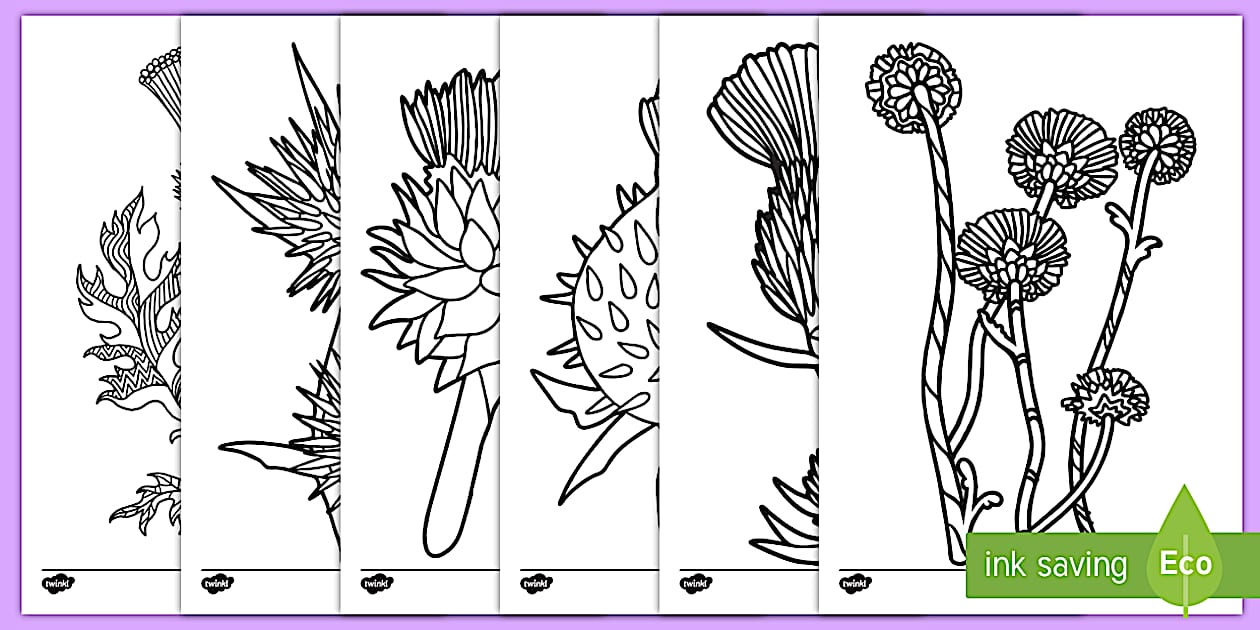 Scottish Thistle Mindfulness Colouring Pages Twinkl Resource