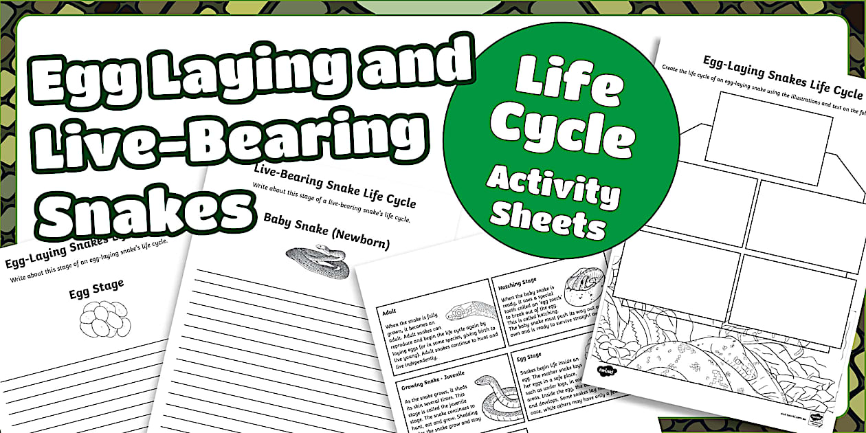 Egg Laying and Live-Bearing Snakes - Life Cycle Activities
