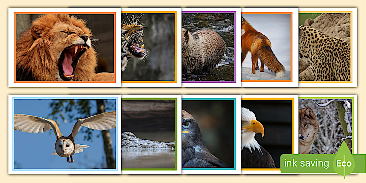 Predators Photo Pack - Predators in Ireland (teacher made)