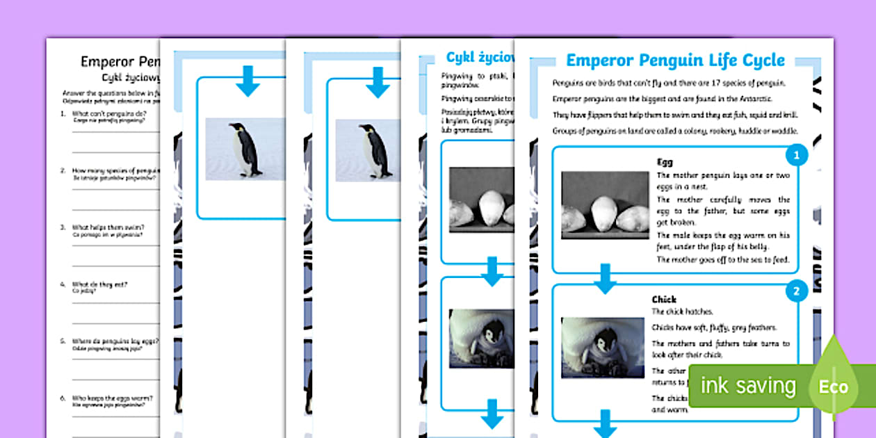 Middle Ability Emperor Penguin Life Cycle Differentiated Reading ...