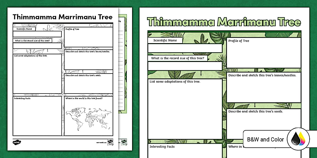 Thimmamma Marrimanu Tree Graphic Organizer & Research Writing Page for ...