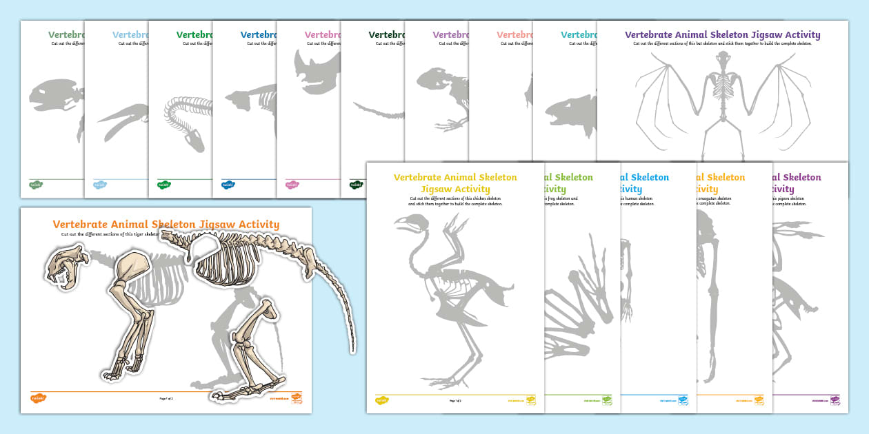 Vertebrate Animal Skeleton Jigsaw Activity (Teacher-Made)