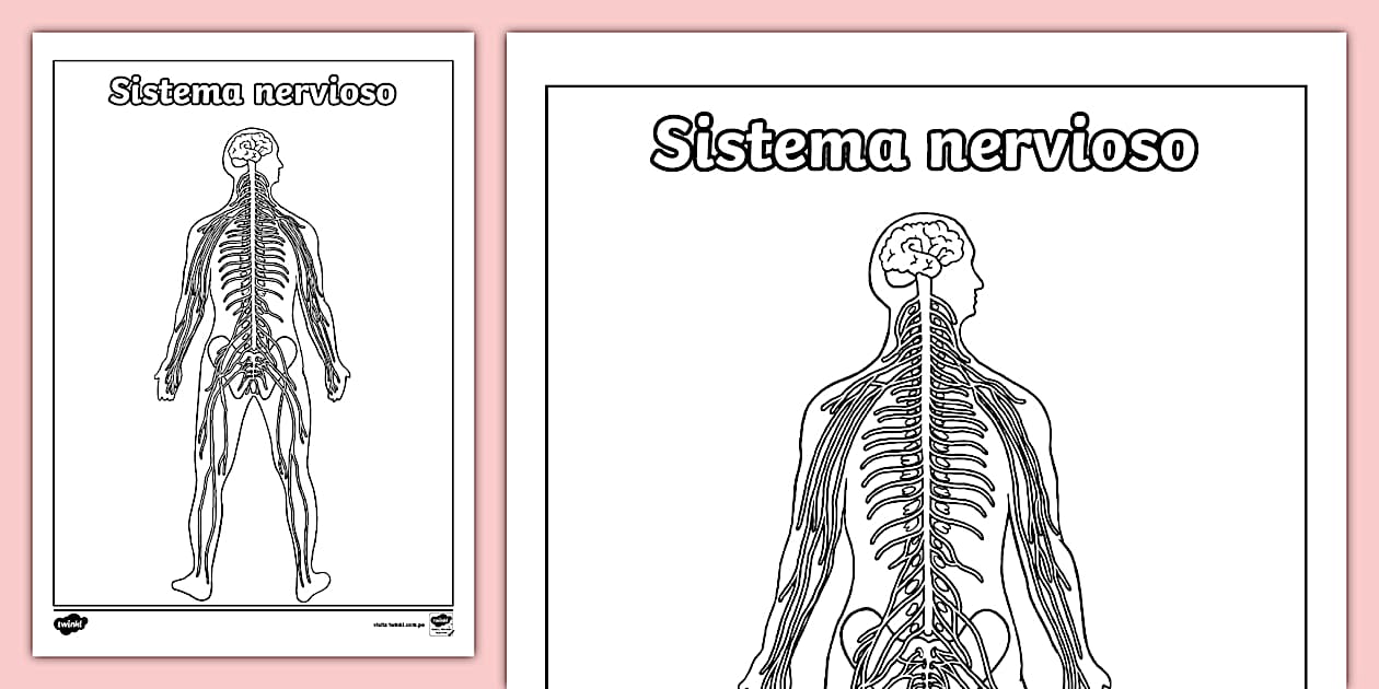 Ficha: Sistema nervioso para colorear niños | Twinkl