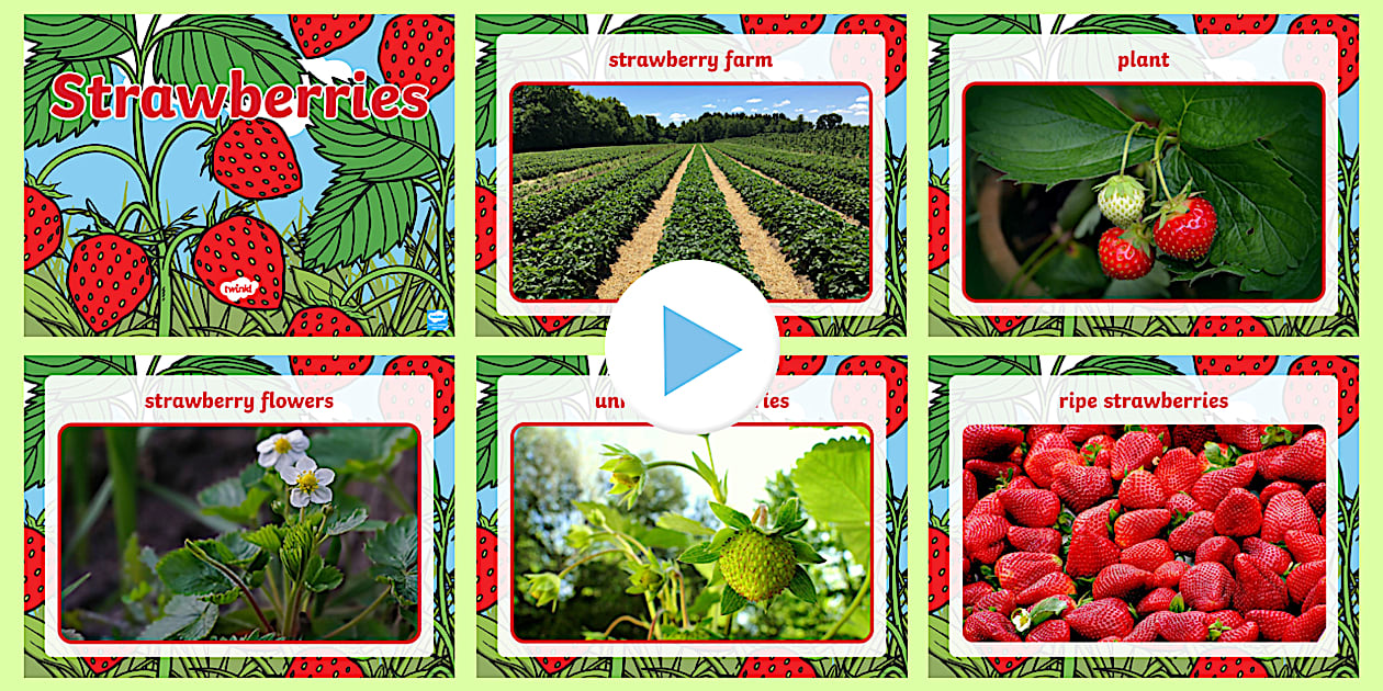 Strawberry Words and Pictures PowerPoint (teacher made)