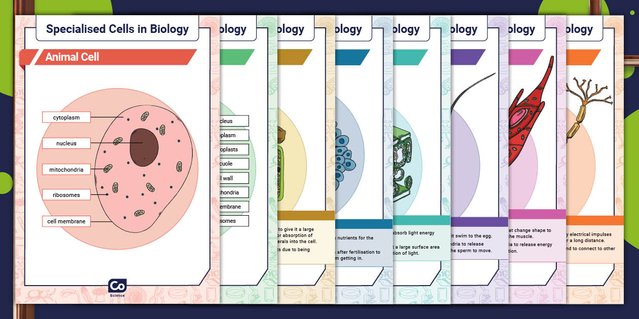 Specialised Cells in Biology: Display Posters (teacher made)