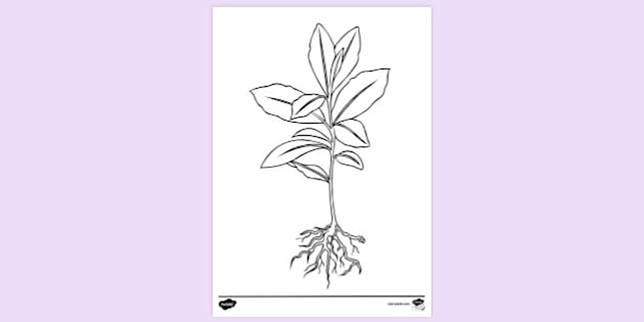 Plant Phosphorus Deficiency Colouring Sheet (teacher made)