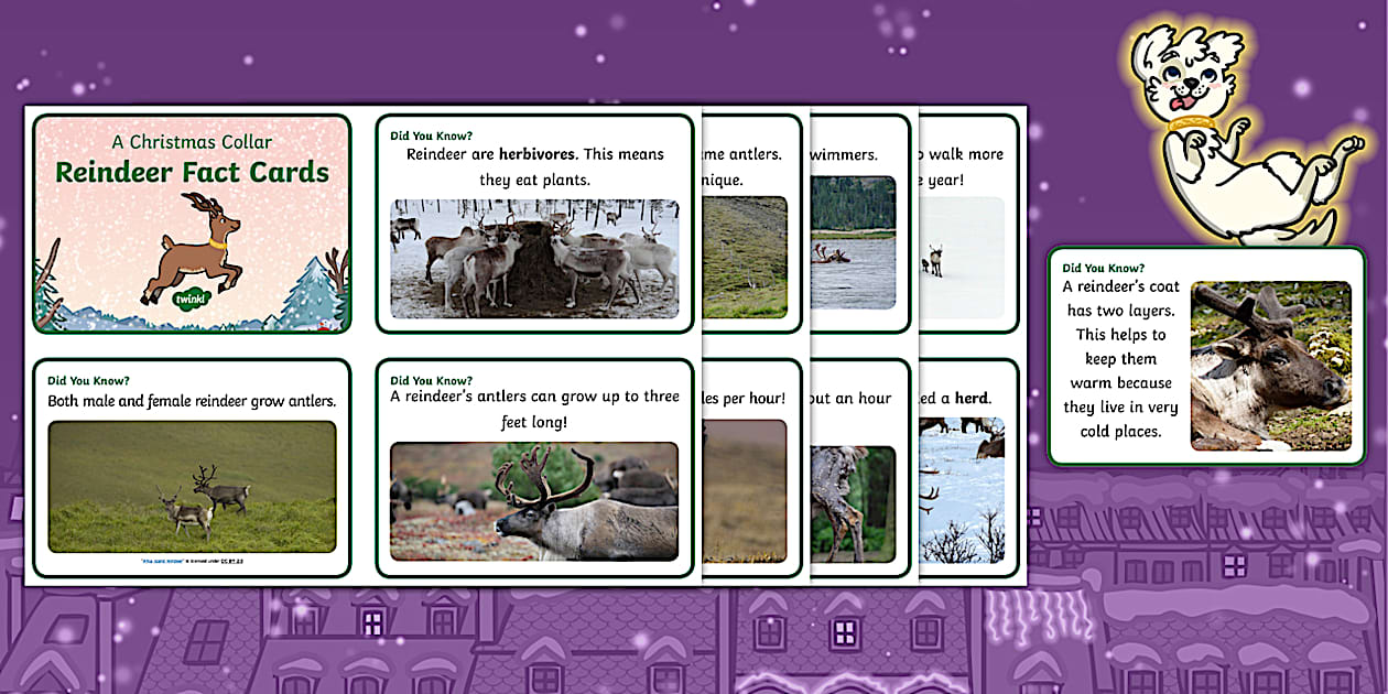 Reindeer Facts for Kids | Remarkable Reindeer Fact Cards