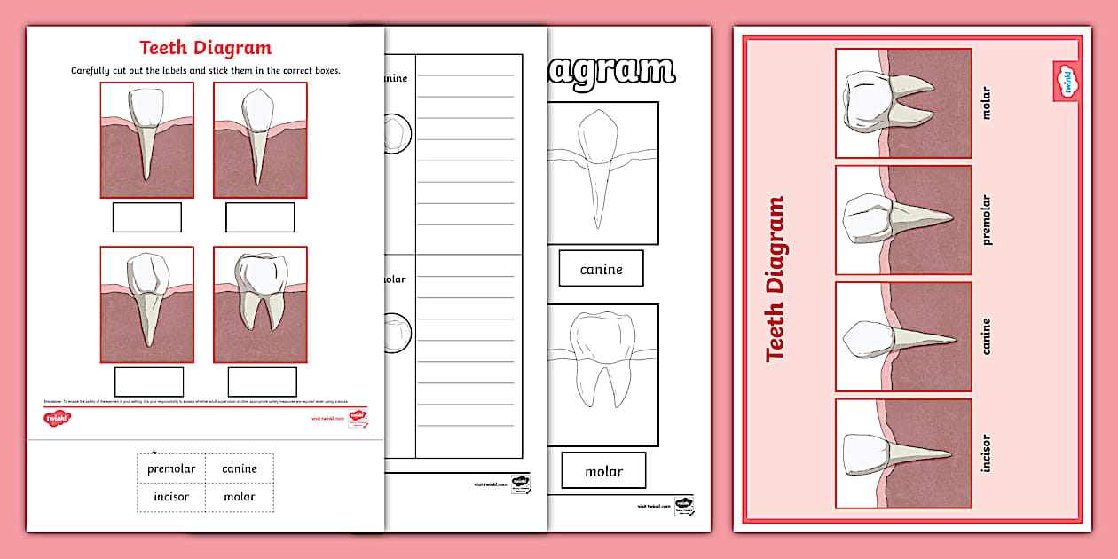 A Diagram of the Teeth Activity Pack (teacher made) - Twinkl
