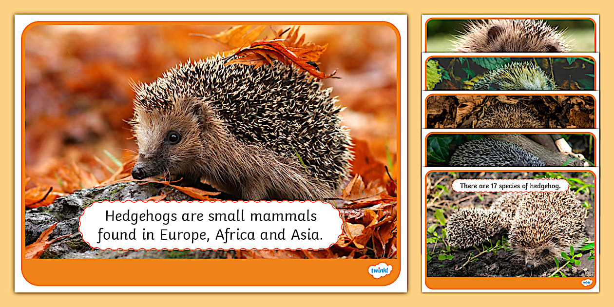 Hedgehog Facts Display Posters - Twinkl - KS1 (teacher made)