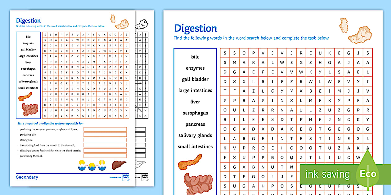 Digestion Word Search | Digestive System Activity - Twinkl