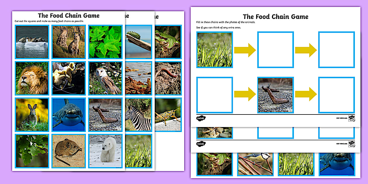 Editable Food Chain Photo Sorting Game - Twinkl
