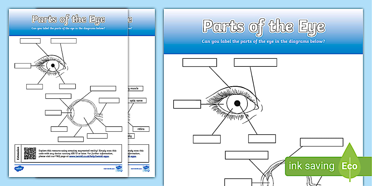 KS2 The Eye Diagram QR Labelling Activity