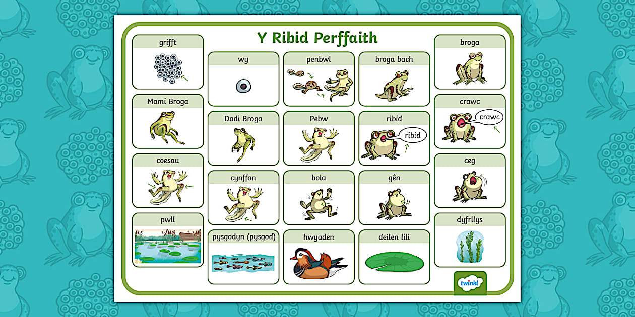 Y Ribid Perffaith: Mat Geiriau (teacher made) - Twinkl