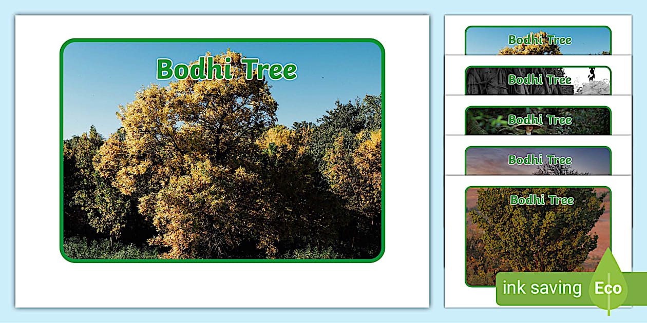 Bodhi Tree Photos Pack (creat de profesori) - Twinkl