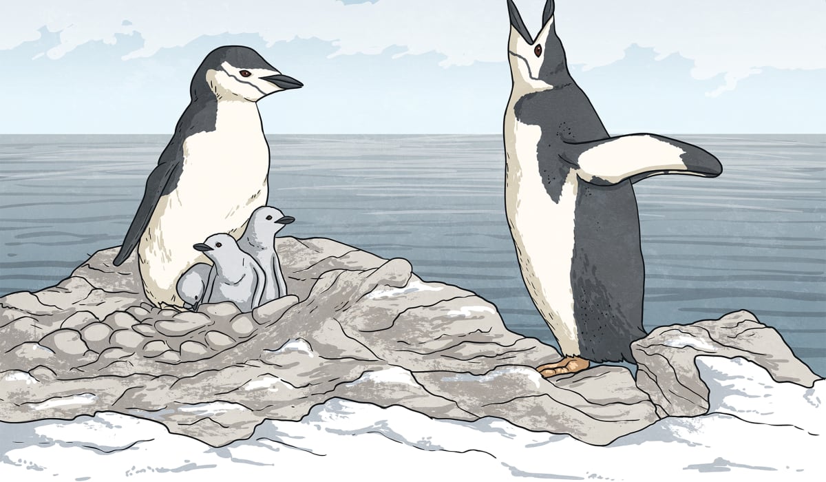 Climate Change: Penguins - Twinkl NewsRoom - Twinkl