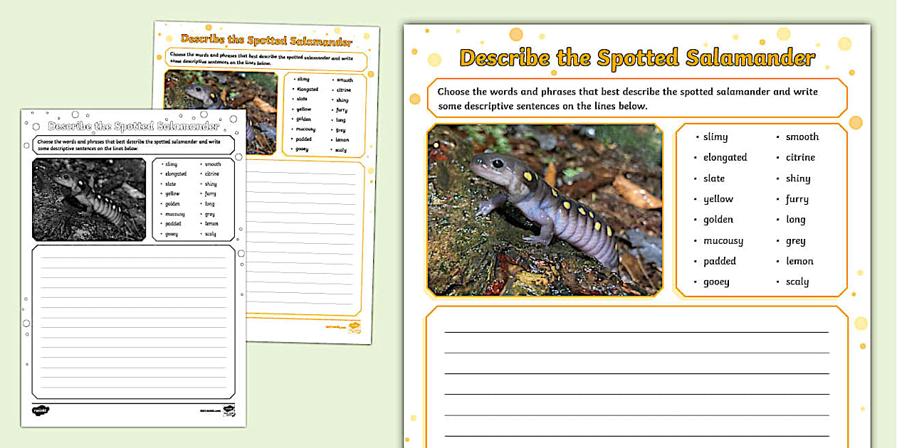 * NEW * Describe the Spotted Salamander Worksheet - Twinkl