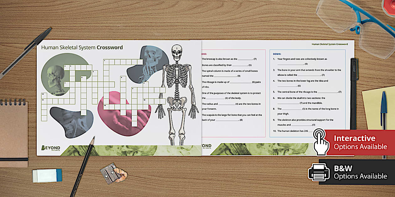 Human Skeletal System Crossword (teacher made) - Twinkl