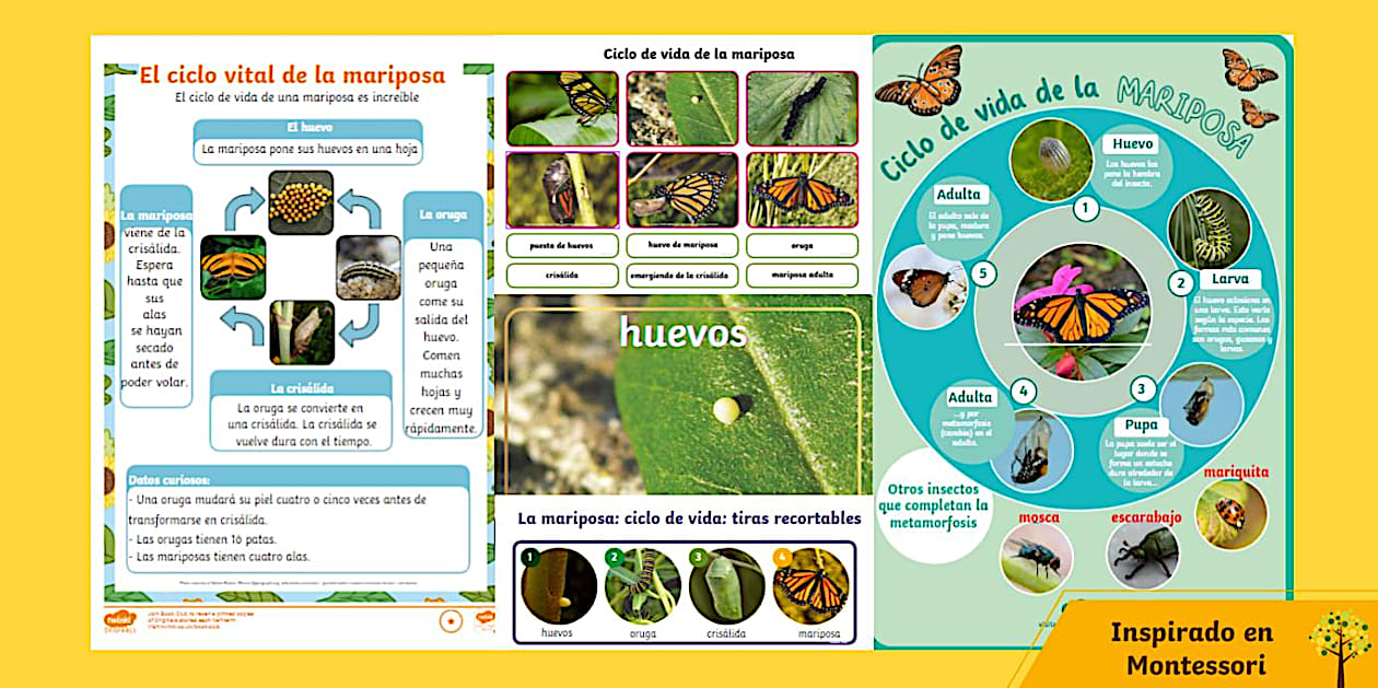 Pac Montessori: ciclo de vida de la mariposa (teacher made)