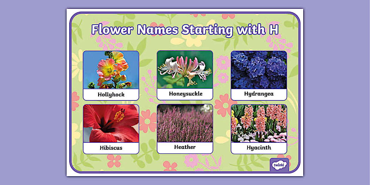 Flower Names Starting with H Display Poster (teacher made)