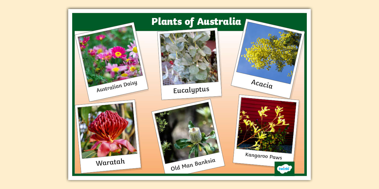 Plants of Australia Photo Display Poster