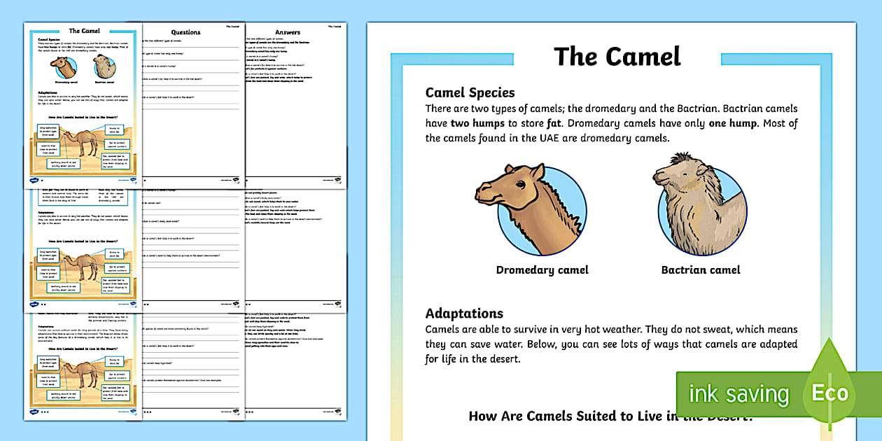 Camel Differentiated Reading Comprehension Activity - Twinkl