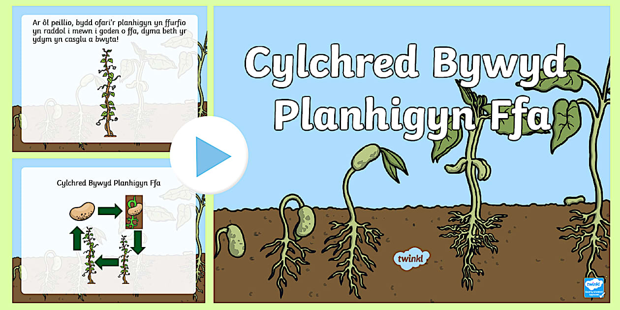 Gwers garddio ar gylchred bywyd y planhigyn ffa - Twinkl