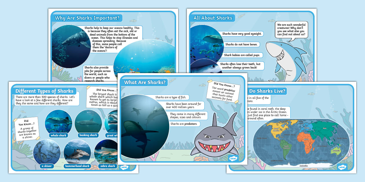 EYFS All About Sharks Fact Files | Twinkl (teacher made)