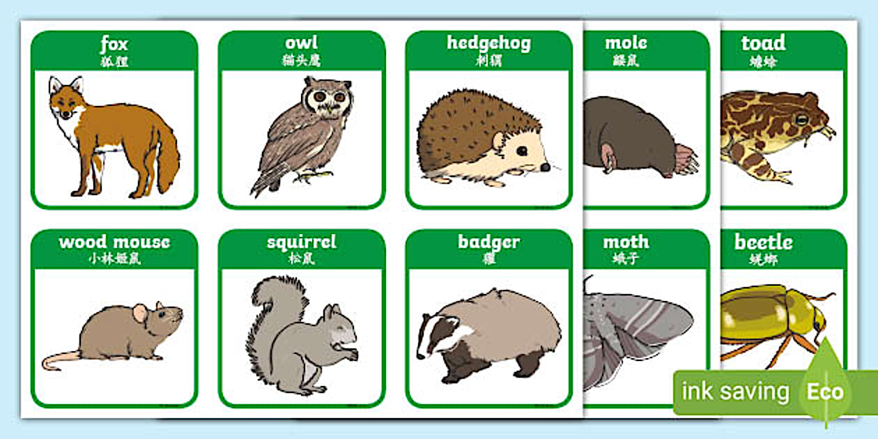 Woodland Animals Flashcards - English/Mandarin Chinese