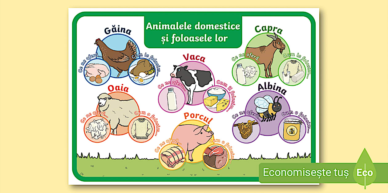 Animalele domestice și foloasele lor – Planșă - Twinkl