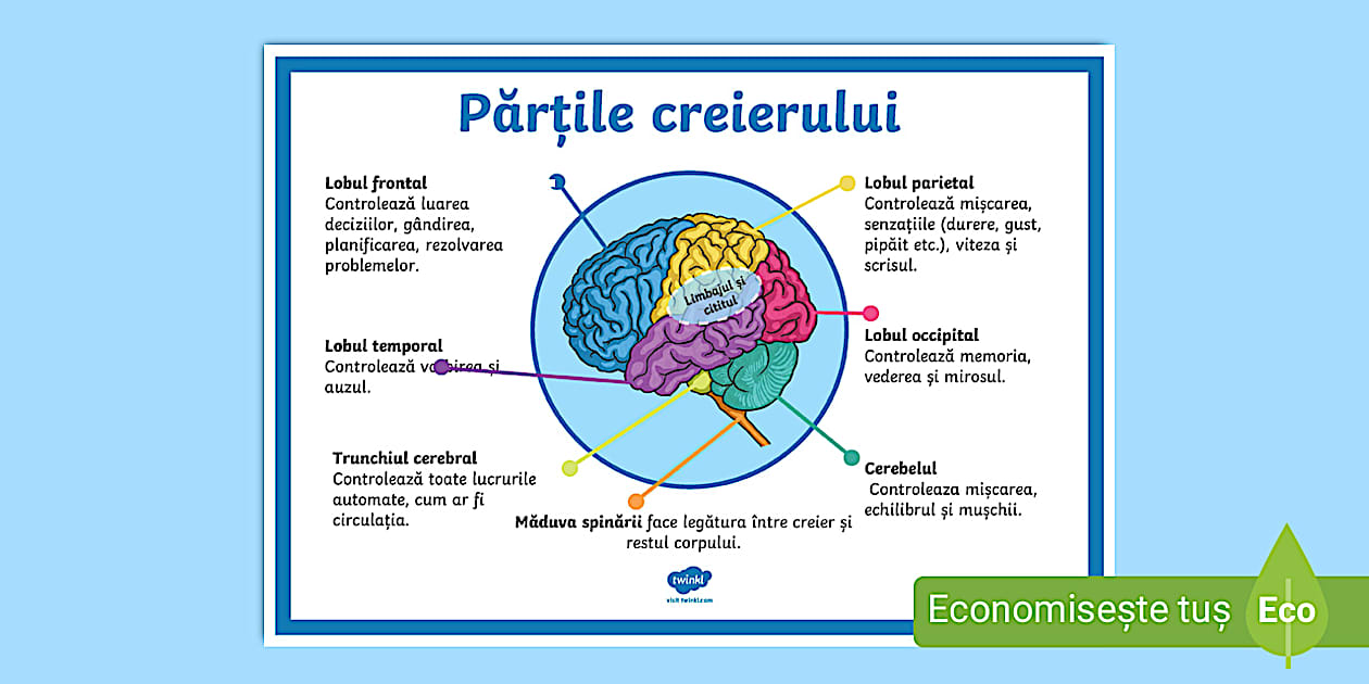 Părțile creierului uman – Planșă (teacher made)