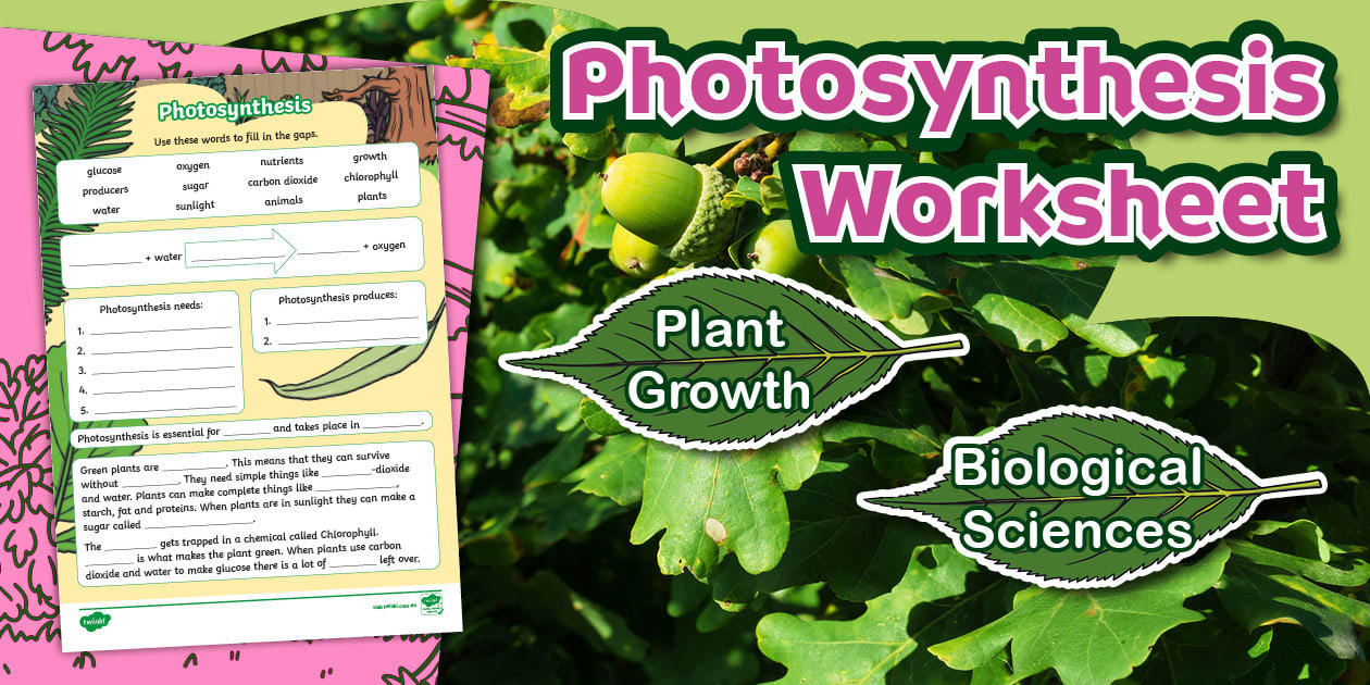 Photosynthesis Worksheet