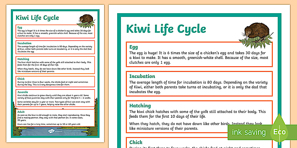 Kiwi Life Cycle Display Poster - Twinkl