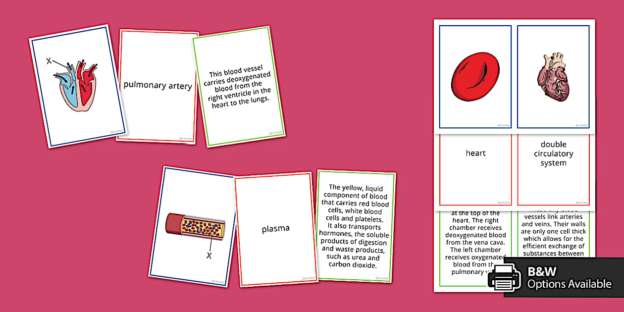 The Circulatory System Find a Friend (teacher made) - Twinkl