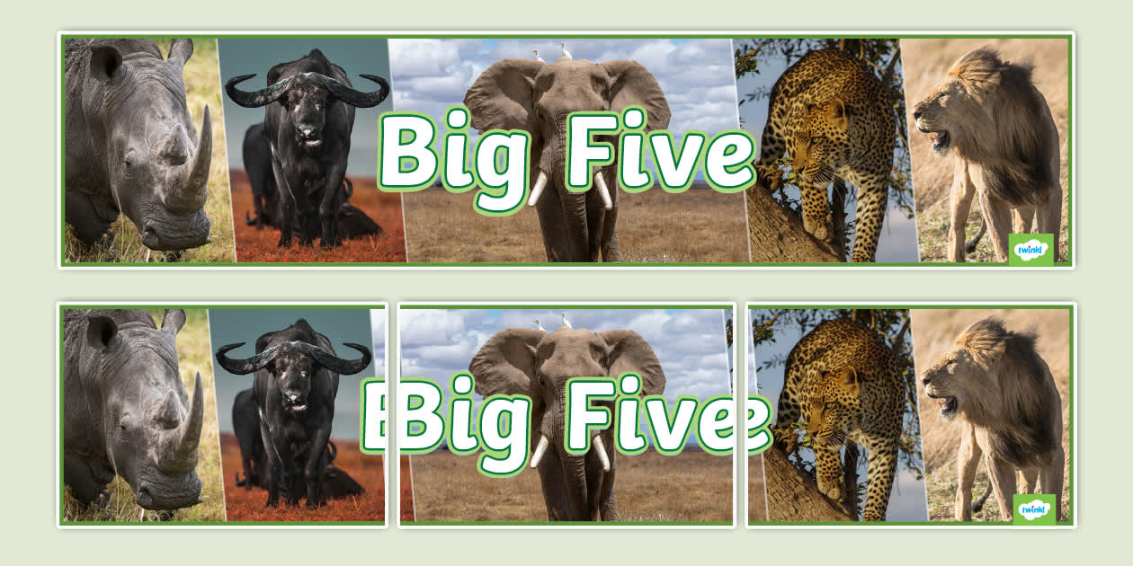 Big Five Animals Photo Display Banner (teacher made)