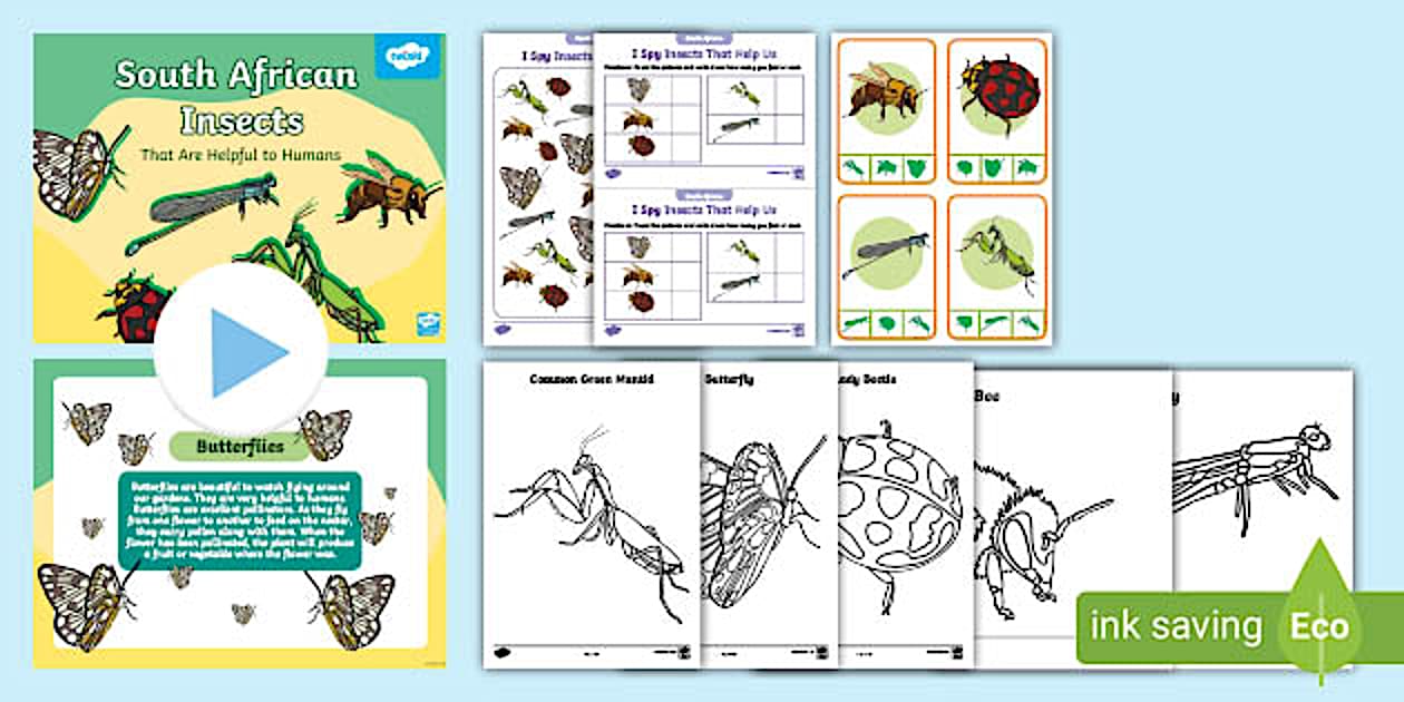 Grade 3 Life Skills Term 2 SA Insects Helpful to Humans Pack (CAPS)