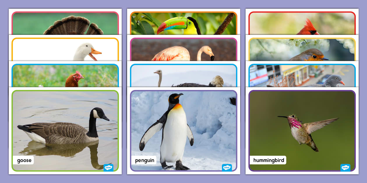 Common Birds Photos (Hecho por educadores) - Twinkl