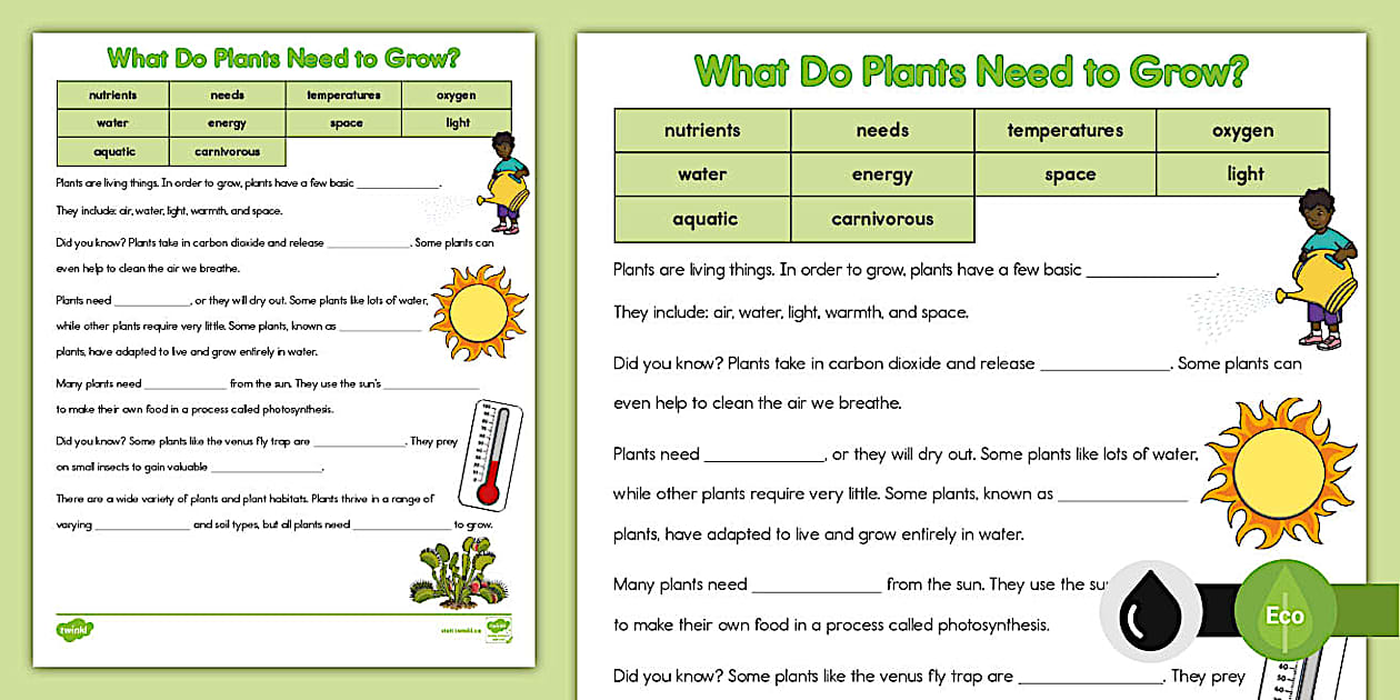 What do plants need to grow worksheet kindergarten. - Twinkl